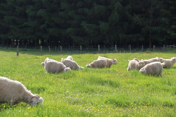 Fleur de Lice - Chèvre Angora